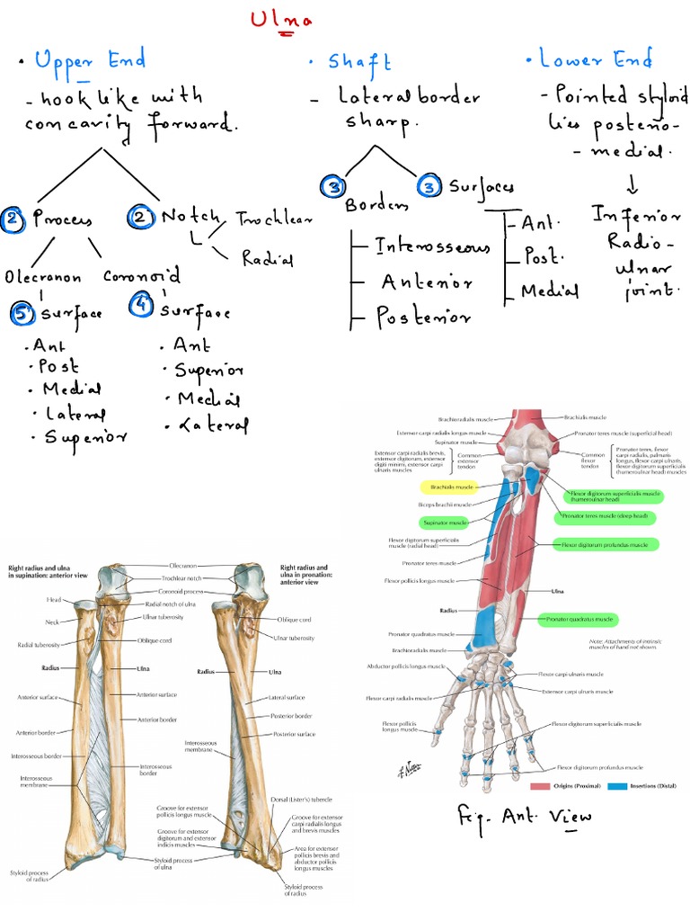 Ulna (Bone and Attachments) Flow Chart | PDF | Joints | Anatomy