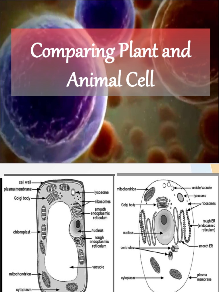 Comparing Plant and Animal Cell | PDF | Cell (Biology) | Endoplasmic Reticulum