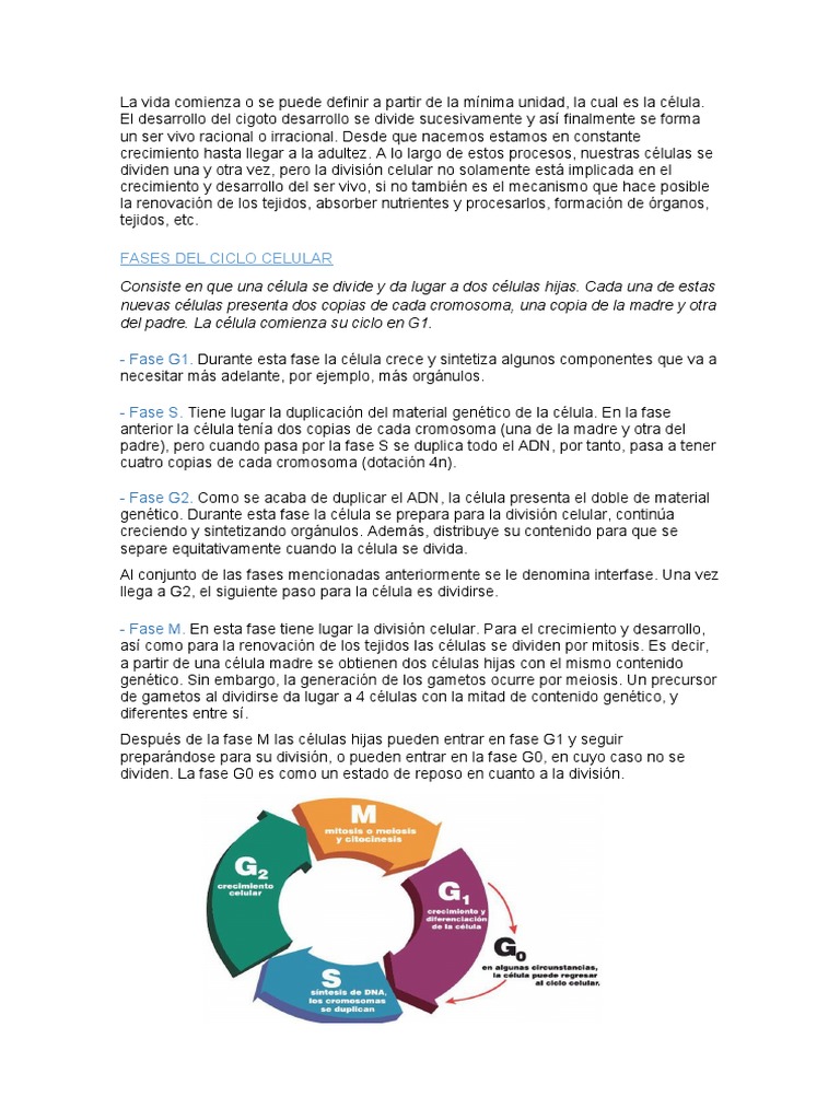 Fases Del Ciclo Celular: - Fase G1. - Fase S | PDF | Ciclo celular ...