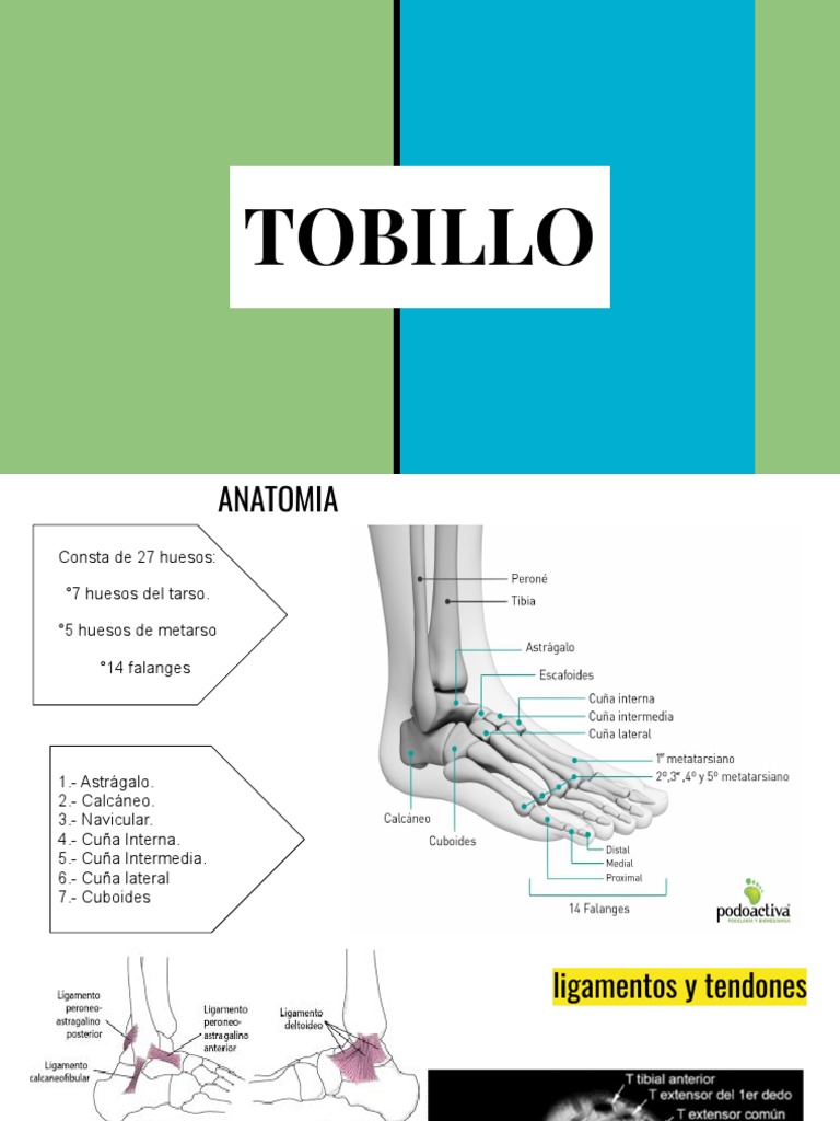 Anatomía de Tobillo | PDF | Tobillo | Corriendo