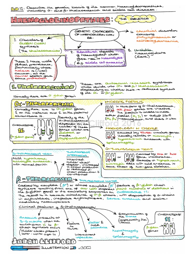 Haemoglobinopathies | PDF