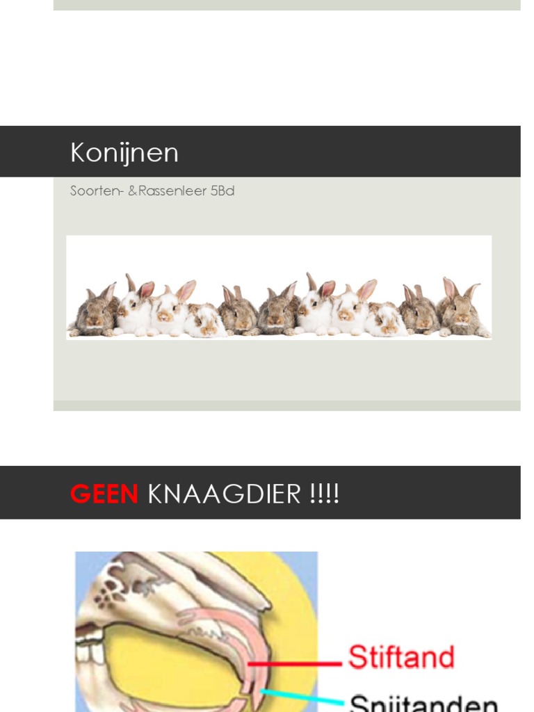 Konijn | PDF