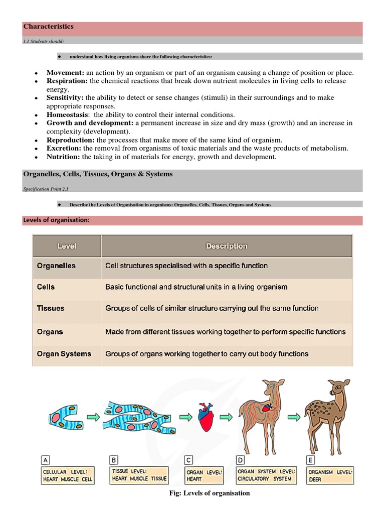 The Characteristics and Organization of Living Organisms from the ...