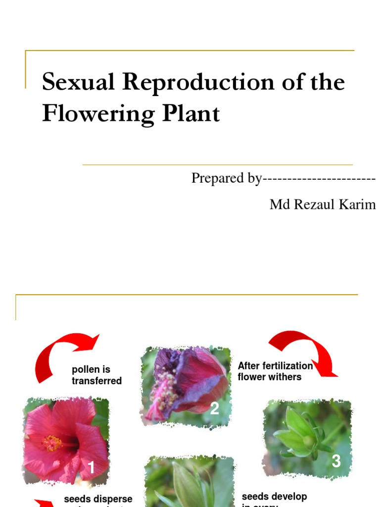 Chapter-13 (Reproduction in Plants) | PDF | Flowers | Seed
