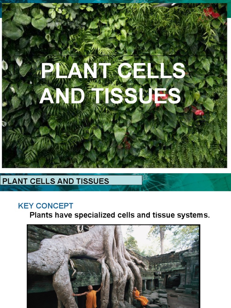 21 Plant Structure and Function | PDF | Plant Stem | Leaf
