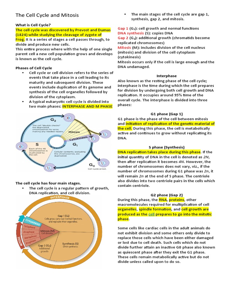 Cell-Cycle Reviewer | PDF | Mitosis | Cell Cycle