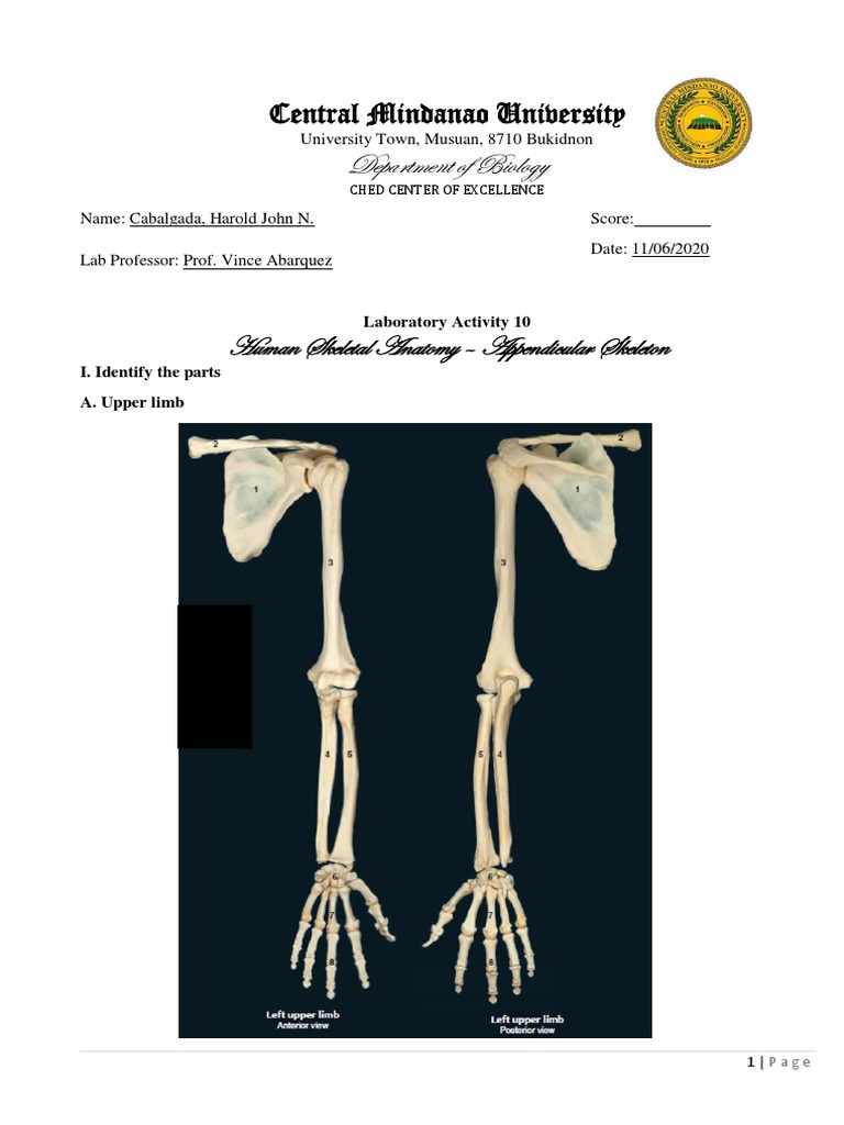 Exercise 10 PDF | PDF | Lower Limb Anatomy | Human Anatomy