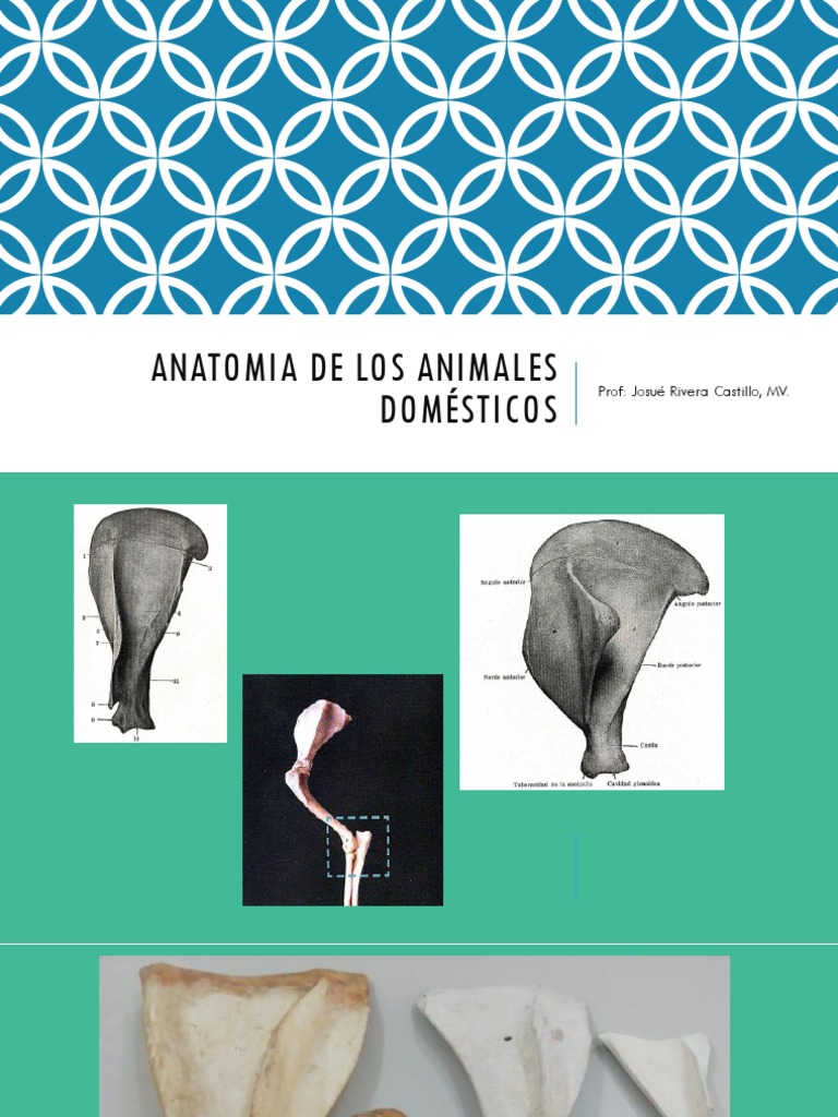 Osteologia 3 Anatomia Comparada de Huesos 2023 | PDF
