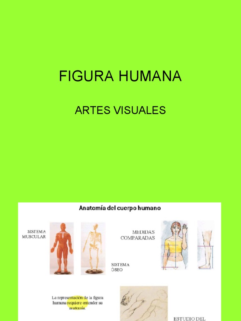 Figura Humana Proporciones 2c2bamedio Pdf