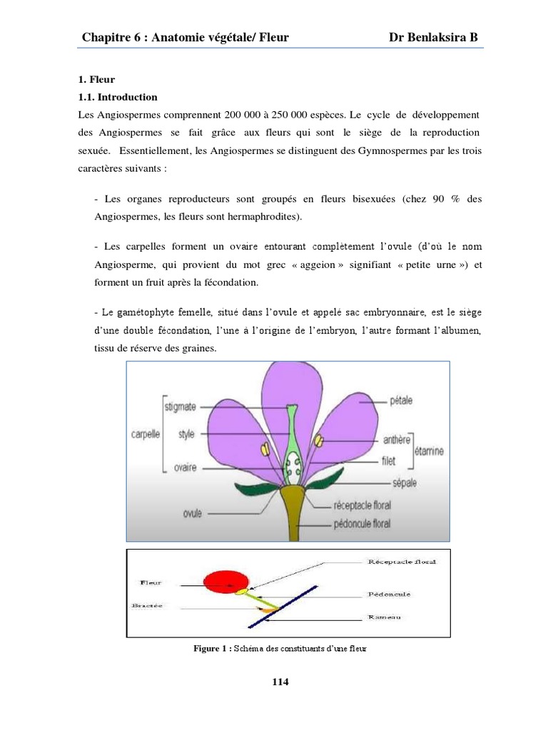 Chapitre 6 Botanique | PDF | Fleurs | Pétale