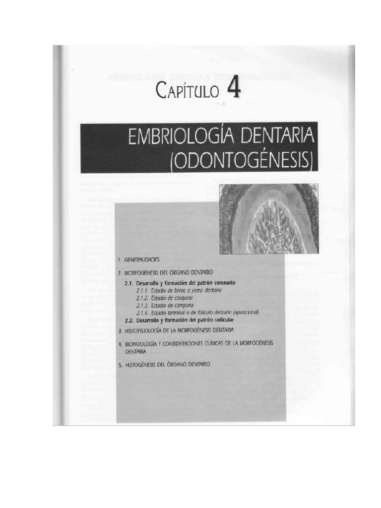 Embriologia Dental | PDF
