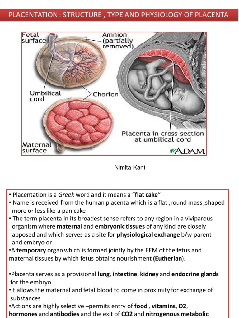 Placentation: Structure, Type and Physiology of Placenta: Nimita Kant ...