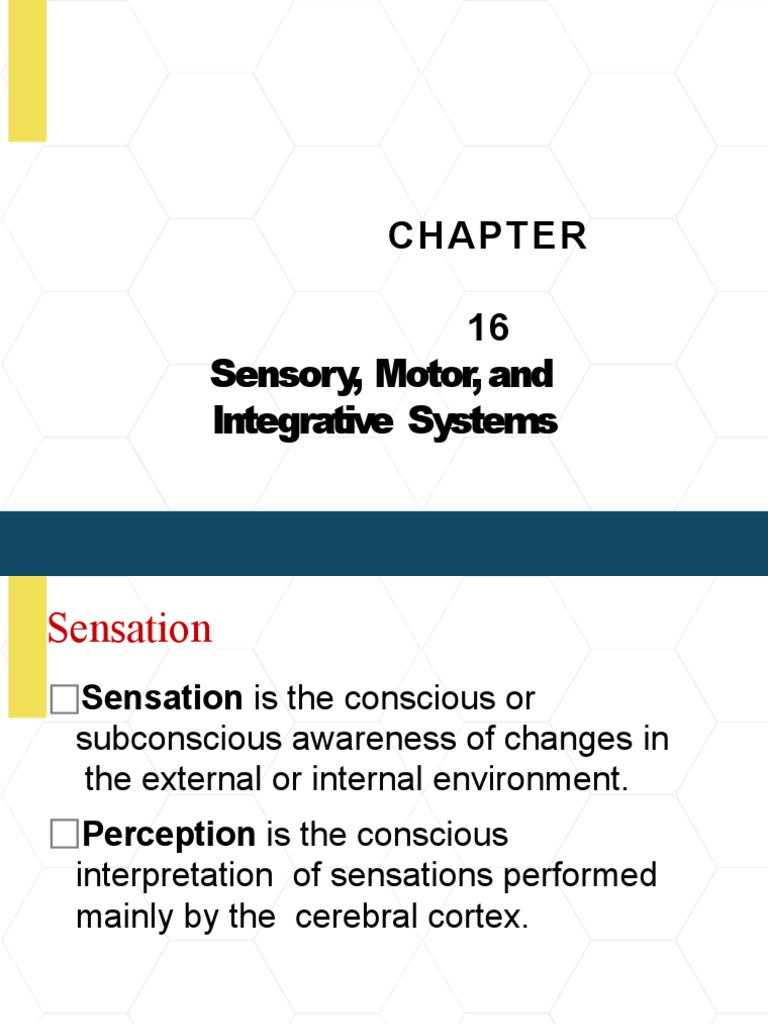 Maranatha University Sensory Motor and Integrative Systems | Download Free PDF | Senses ...