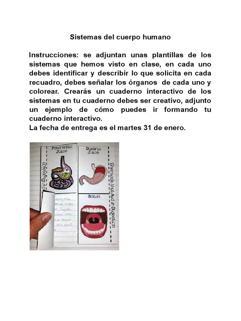 Plantillas Interactivas de Sistemas del Cuerpo | PDF | Ciencia y ...
