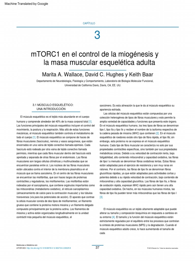 mTORC1 in The Control of Myogenesis and Adult Skeletal Muscle Mass | PDF | Músculo | Biología