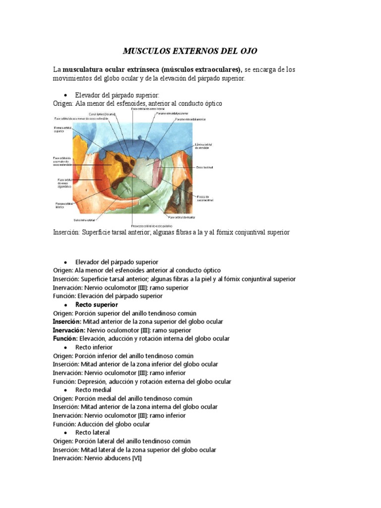 Musculos Externos Del Ojo | PDF