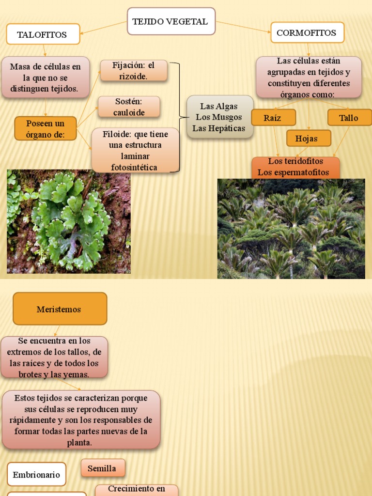 Tejidos Vegetales: Talofitos y Cormofitos | PDF | Músculo | Plantas
