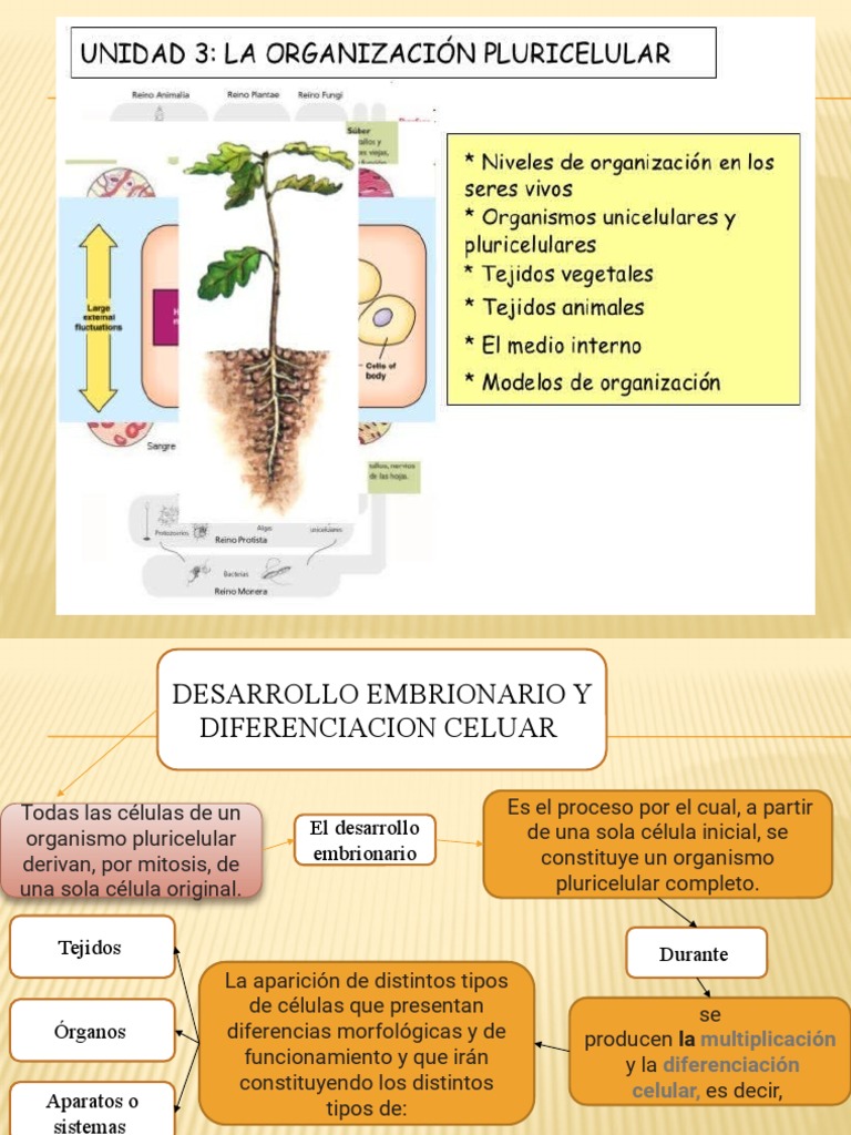 Desarrollo Embrionario en Plantas y Animales | PDF | Embrión ...