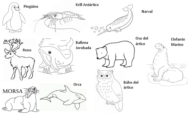 Animales Del Artico | PDF