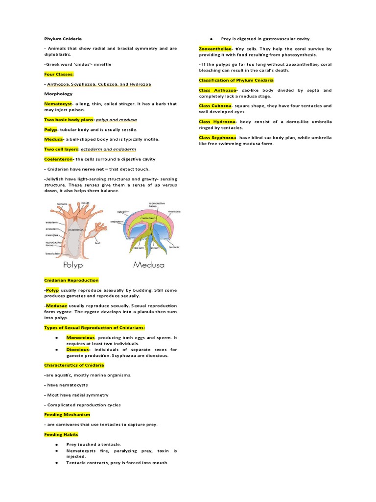 Phylum Cnidaria (Notes) | PDF | Coral | Biology