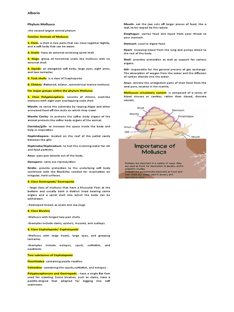 Phylum Mollusca (Notes) | PDF | Mollusca | Bivalvia