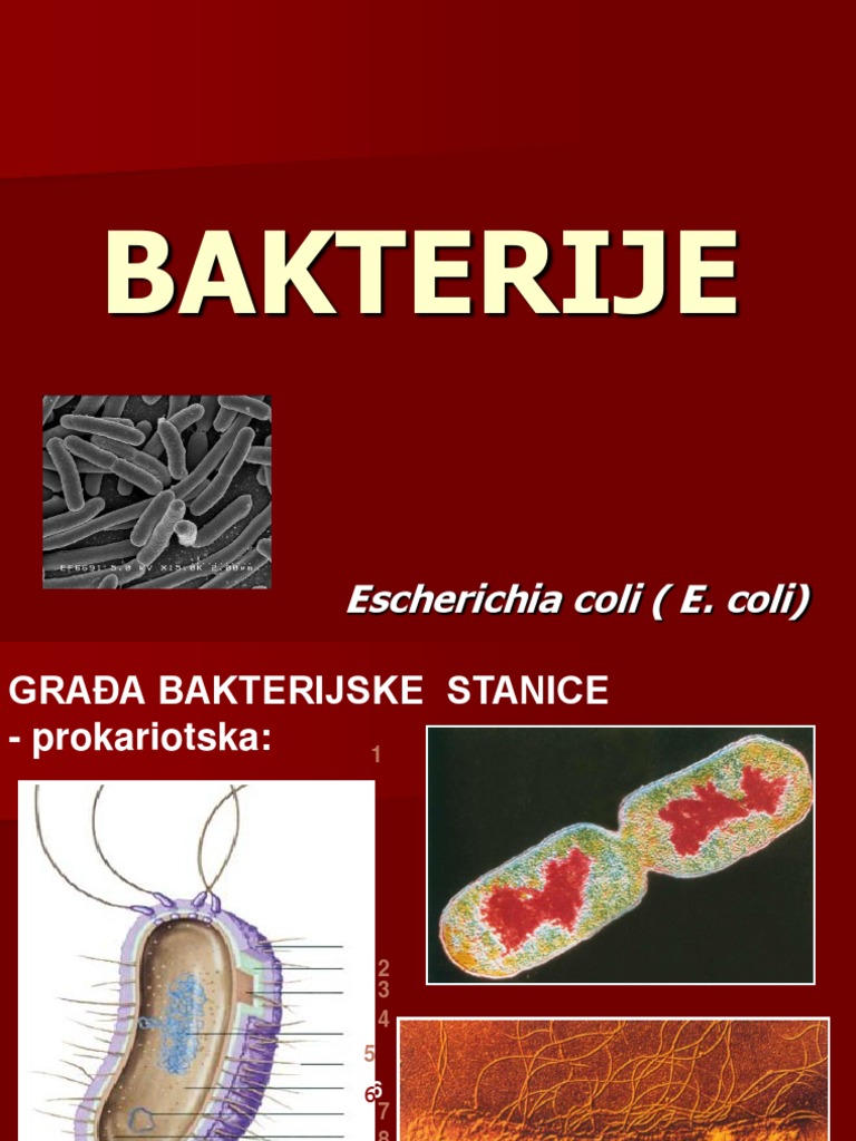 Bakterije | PDF