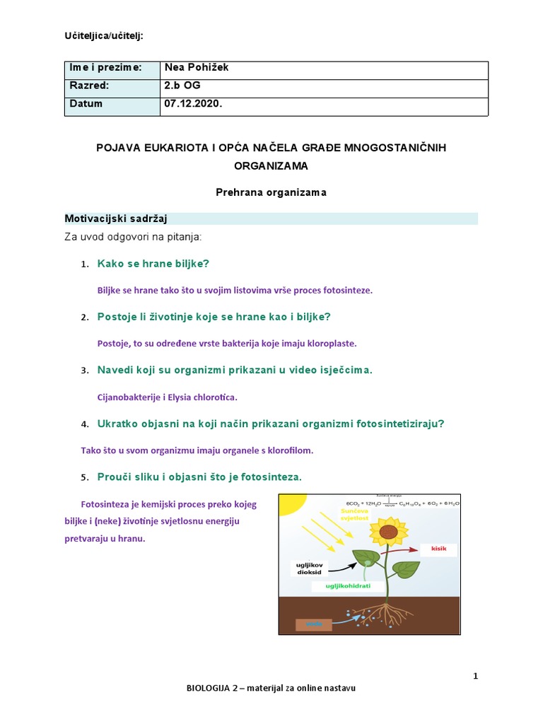 Pojava Eukariota I Razvoj Mnogostaničnih Organizama - Prehrana ...