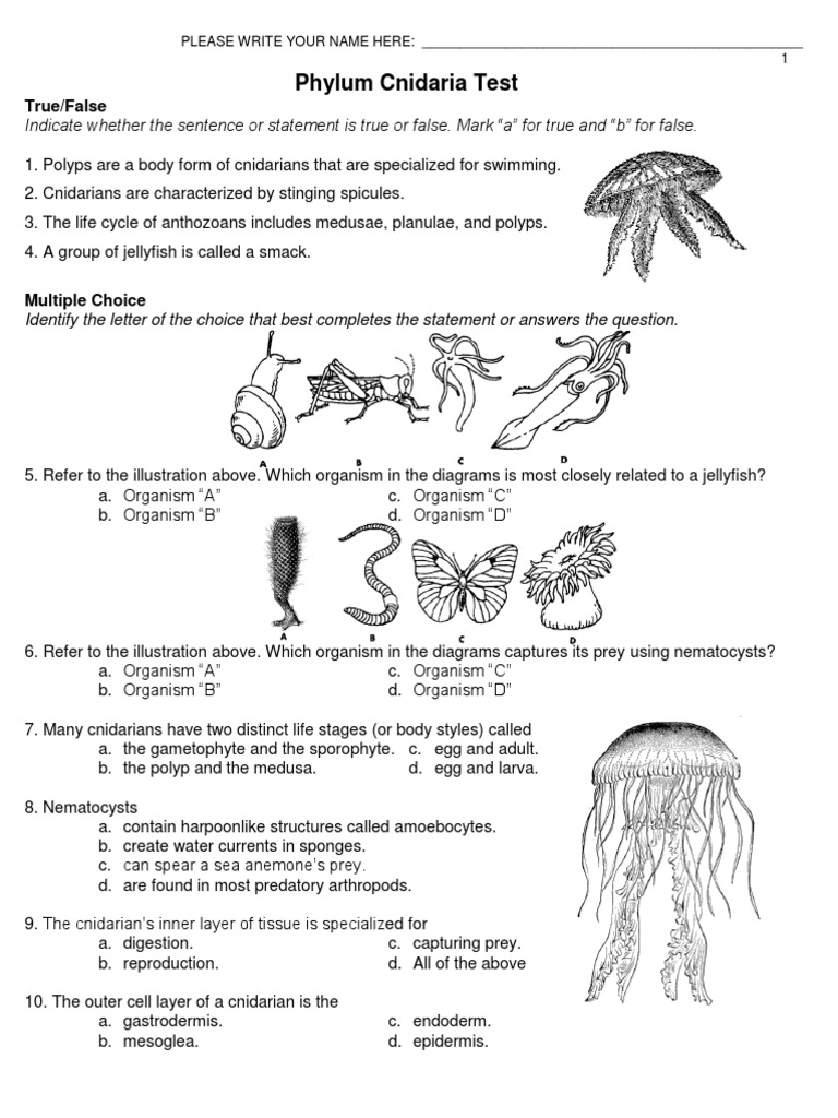 Phylum Cnidaria Test PDF | PDF | Biology | Aquatic Organisms