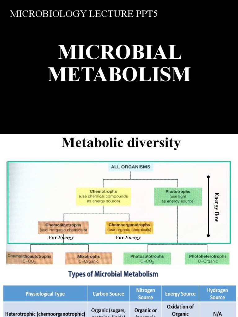 Microbial Metabolism Overview | PDF | Home & Garden | Science & Mathematics