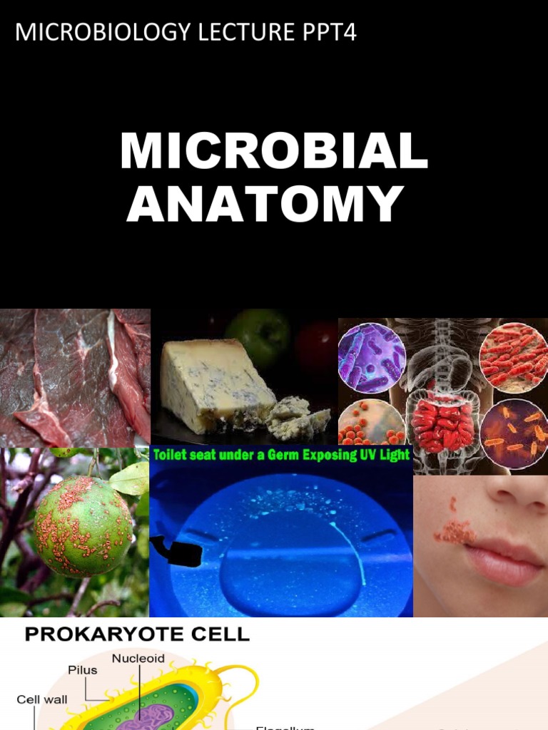 Microbial Anatomy | PDF | Social Science