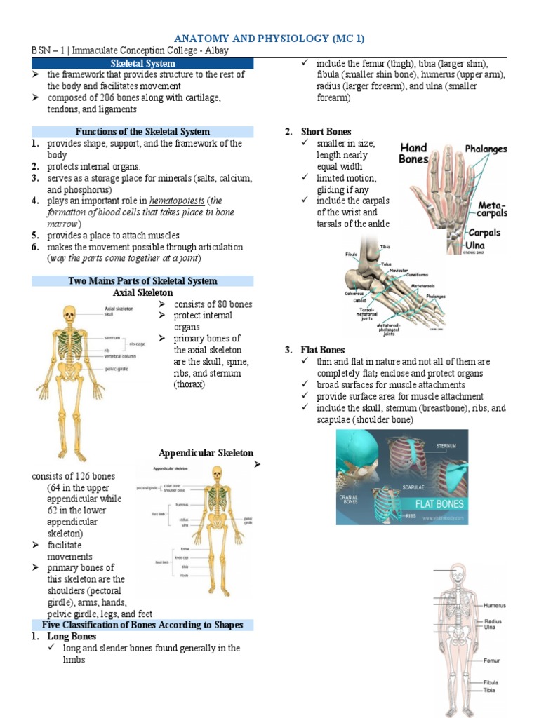 An In-Depth Look at Bone Anatomy, Physiology, and Classification | PDF ...