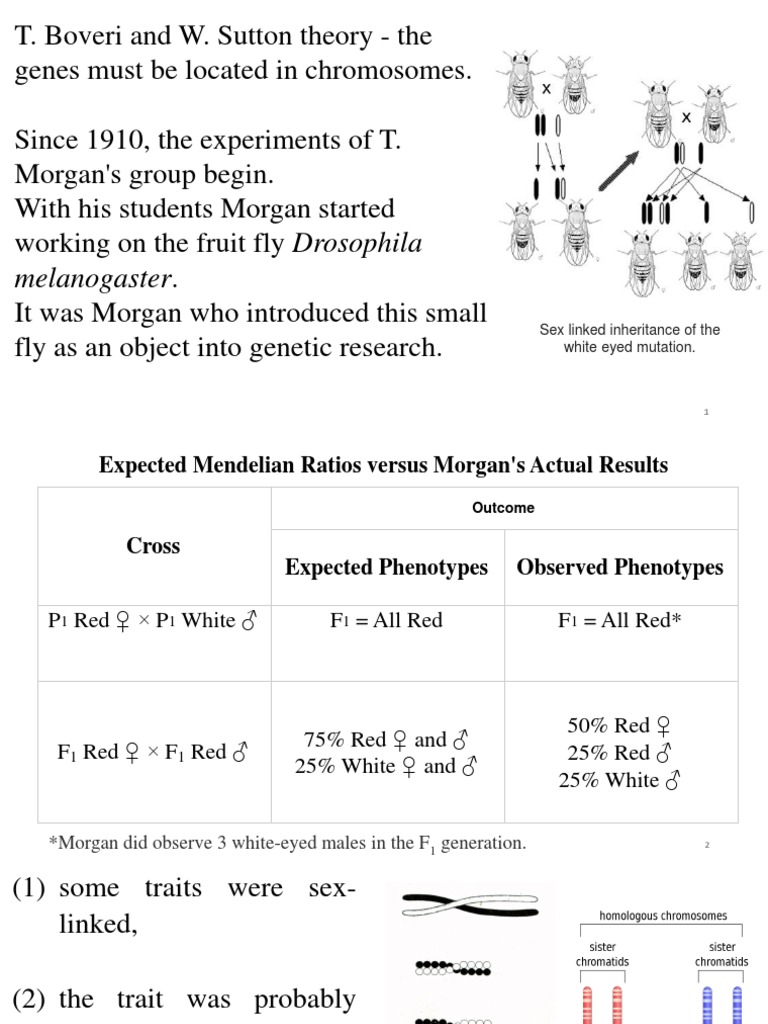 Morgans Fruit Fly Experiments Reveal Gene Linkage Pdf Genetic Linkage Sex