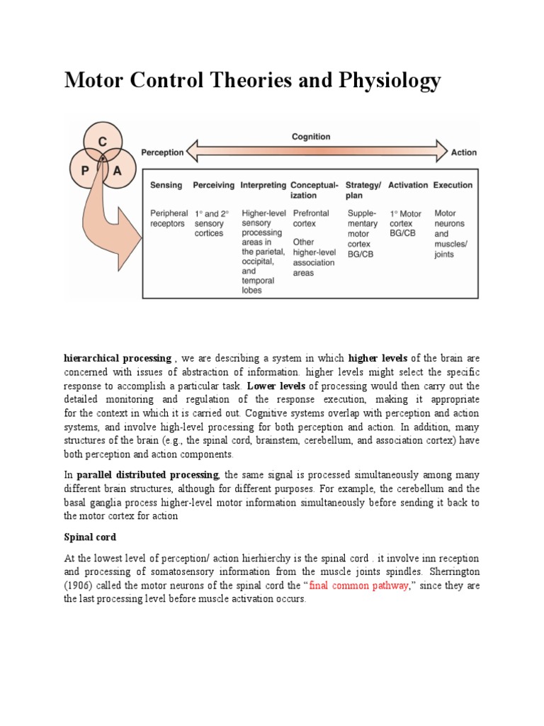 Motor Control Theories and Physiology | PDF | Brainstem | Cerebellum