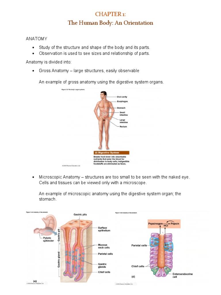 Chapter 1 The Human Body An Orientation | PDF | Anatomical Terms Of Location | Human Body