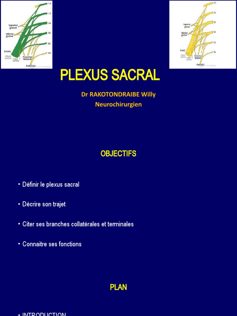 Plexus Sacral | PDF | Jambe humaine | Pied