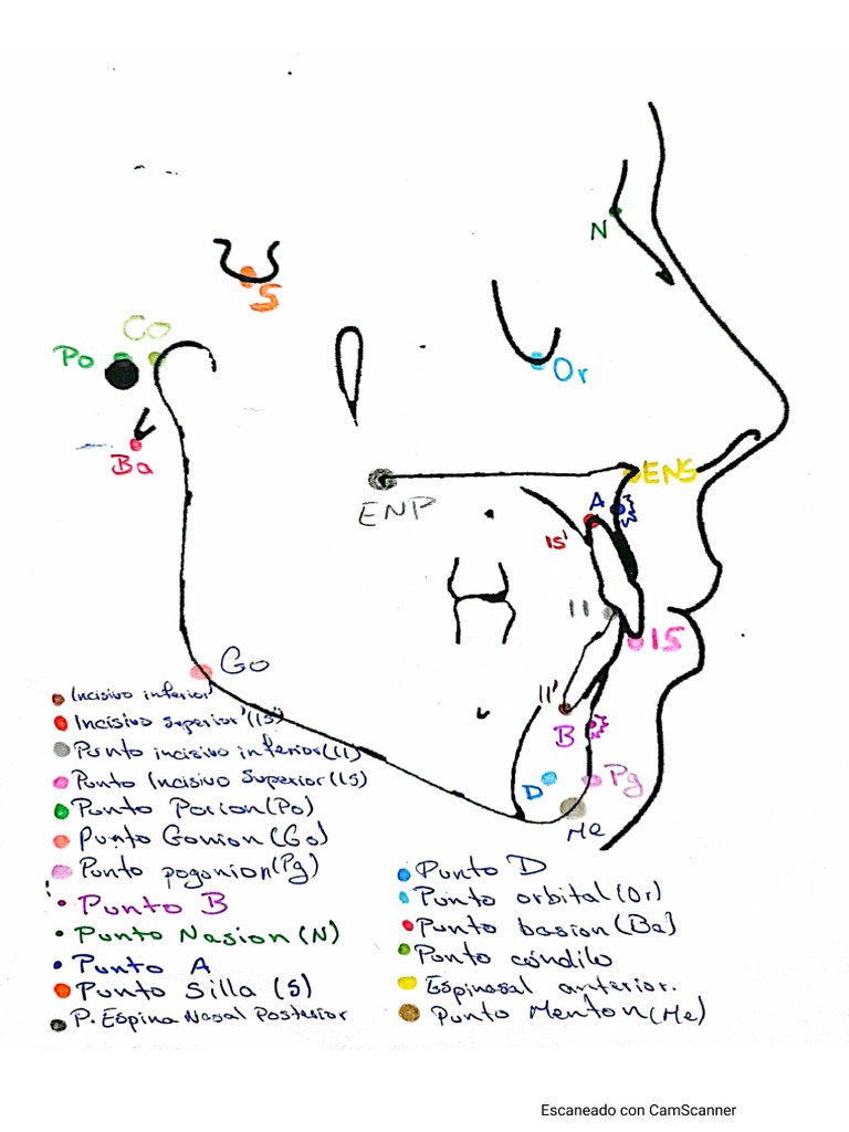 Puntos Cefalométricos | PDF