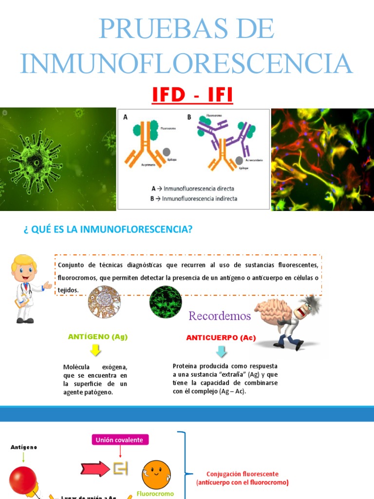 PRUEBAS DE INMUNOFLORESCENCIA - Leidyy | PDF | Inmunofluorescencia ...
