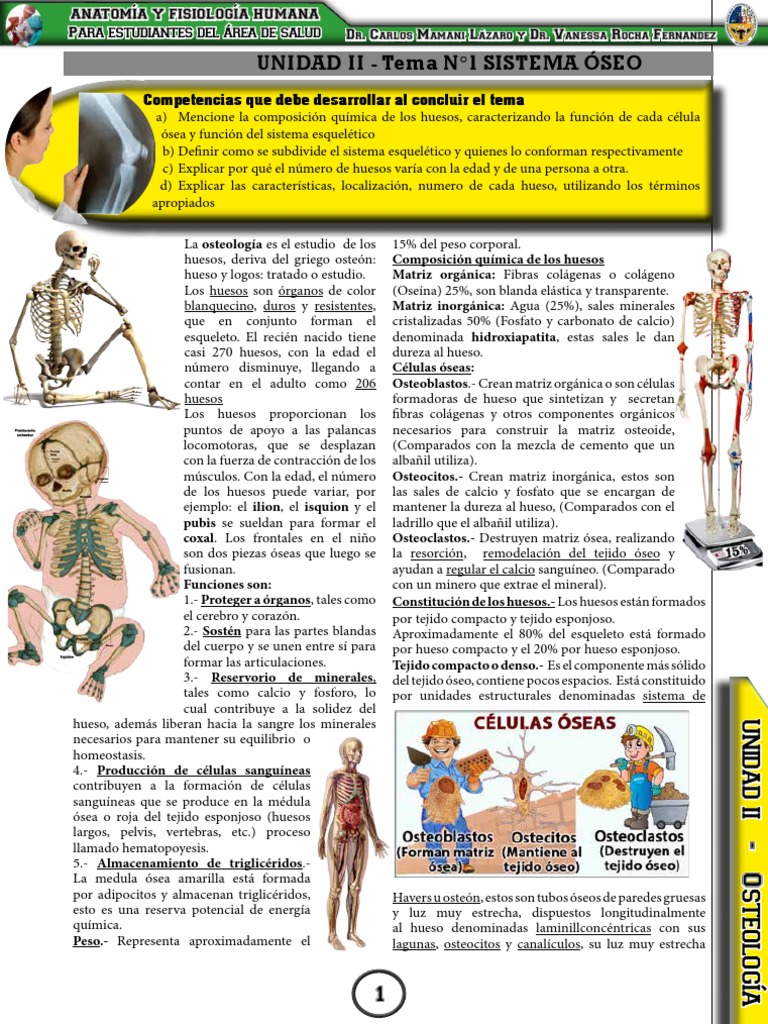 Generalidades de Osteología Humana | PDF | Hueso | Cráneo