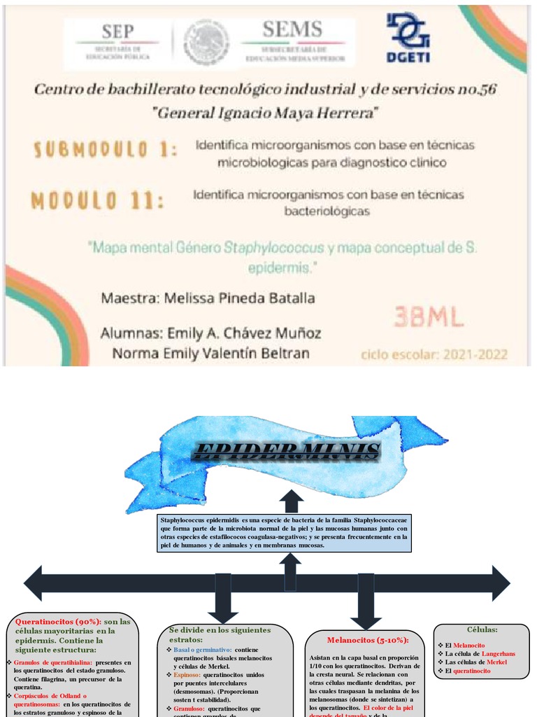 Mapa Mental Género Staphylococcus y Mapa Conceptual de S. Epidermis. | PDF | Epidermis | Piel