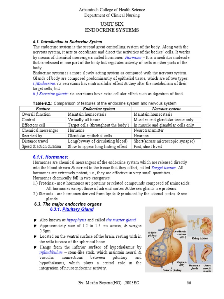 UNIT 6 (Endocrine System) | PDF | Adrenal Gland | Pancreas