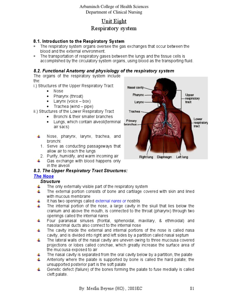 Anatomy and Physiology of the Respiratory System | PDF | Lung | Respiratory Tract