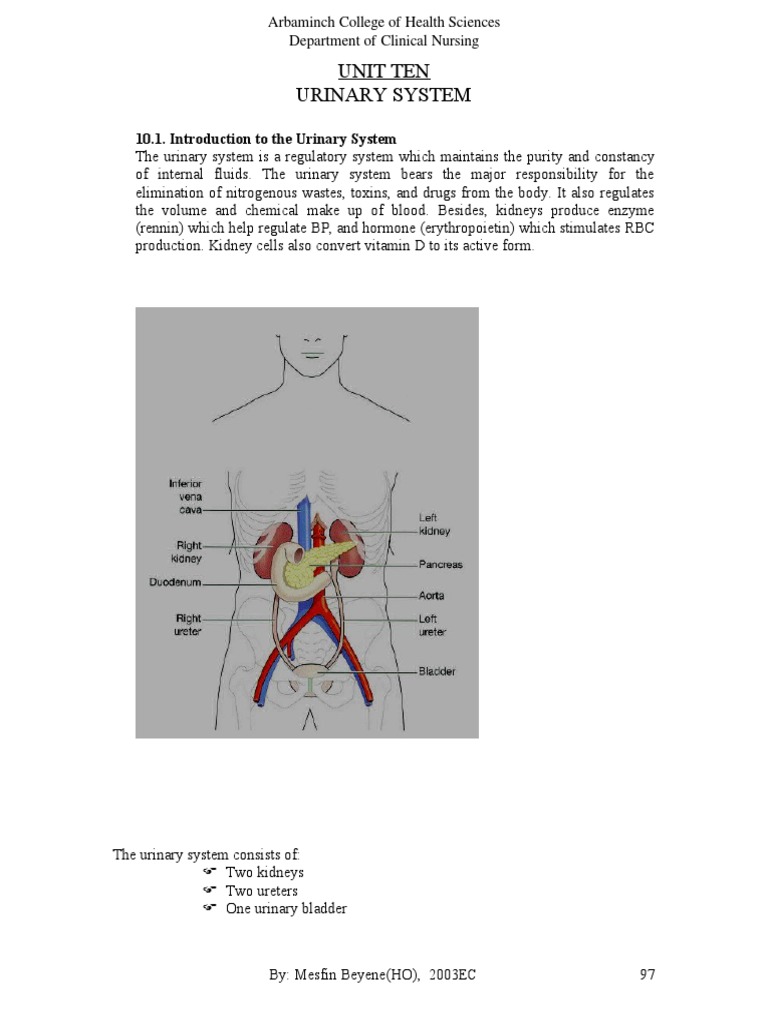 UNIT 10 (Urinary System) | PDF | Kidney | Urinary Bladder