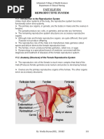 Gynecological Anatomy & Physiology | PDF | Vagina | Uterus