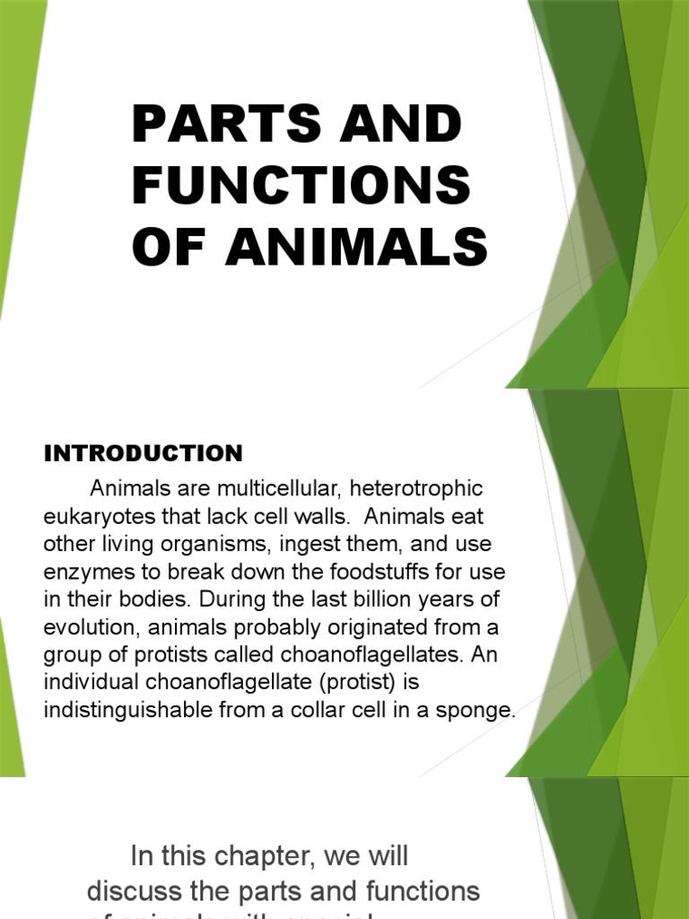 Parts and Functions of Animals | PDF | Connective Tissue | Epithelium