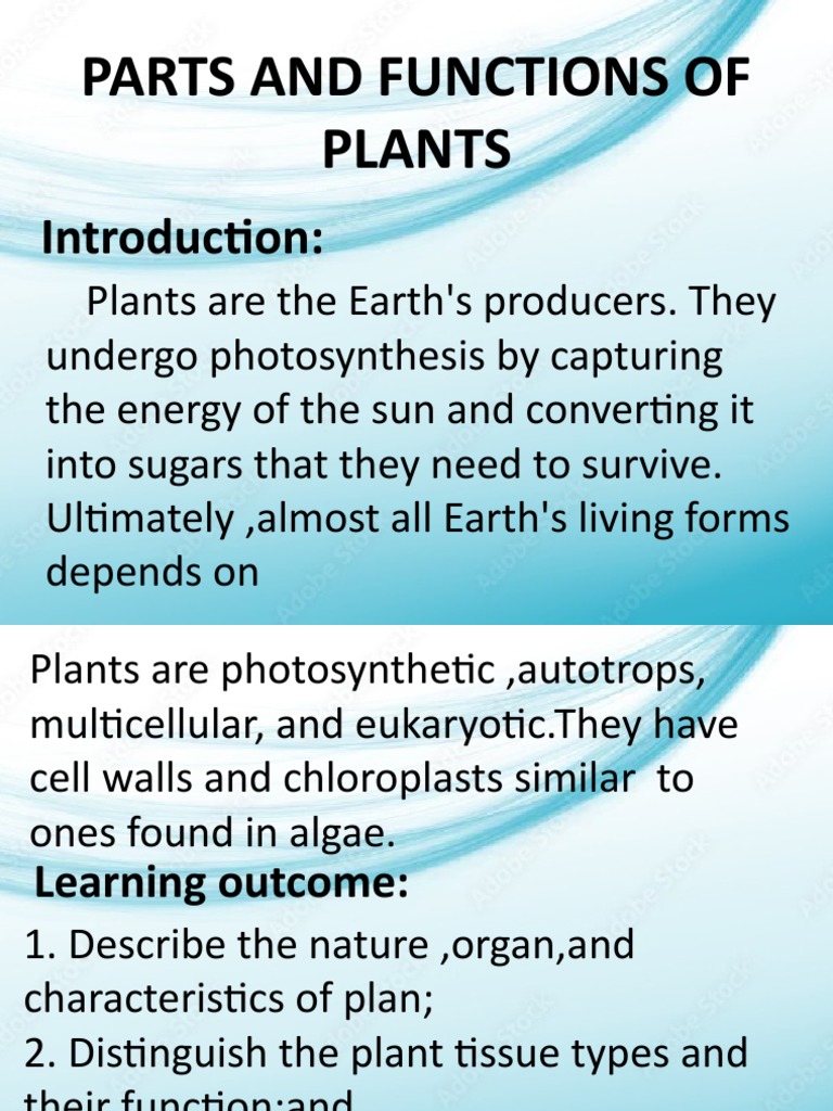 Plant Parts and Functions Guide | PDF | Tissue (Biology) | Leaf