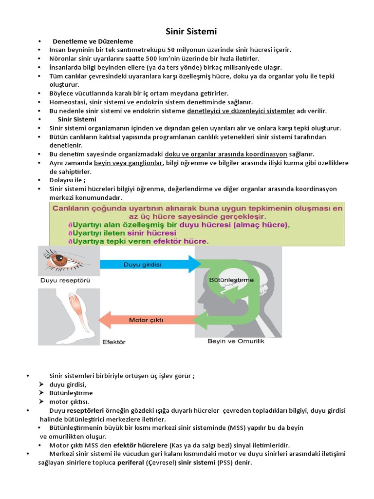 Sinir Sistemi | PDF