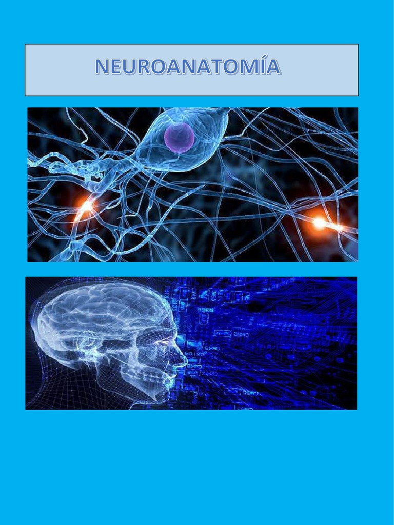 Introducción a la neuroanatomía: división anatómica y funcional del ...