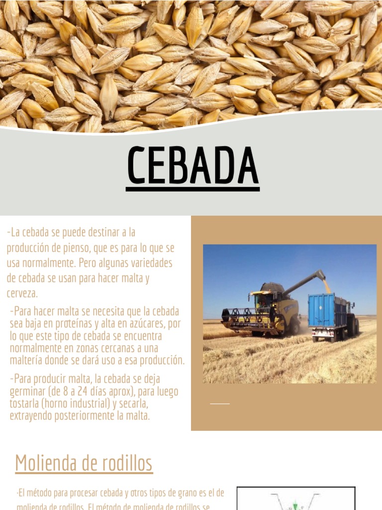 CEBADA | PDF | Cerveza | Malta
