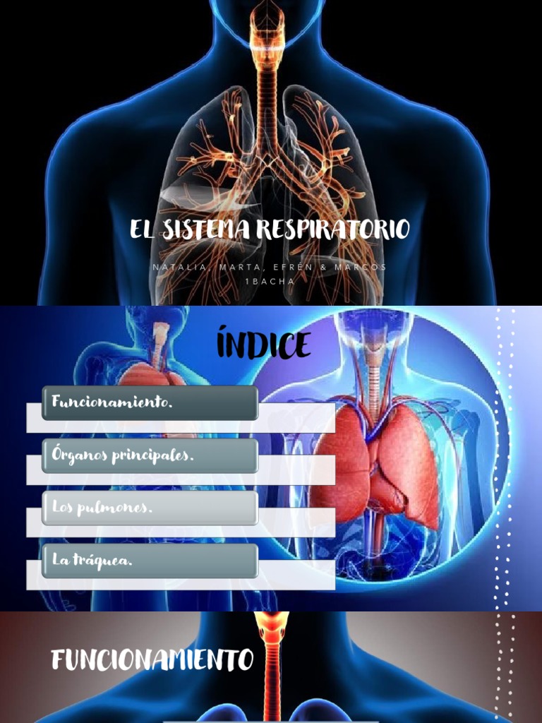Atlas Histológico | PDF | Pulmón | Sistema respiratorio