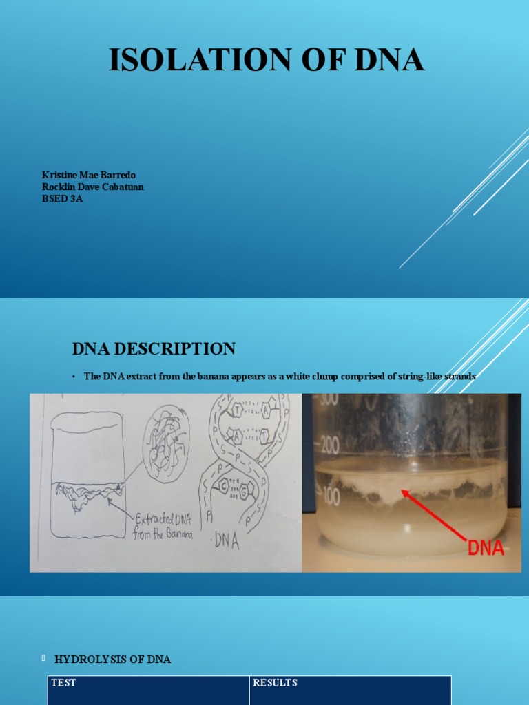 ACT 11 - Isolation of DNA | PDF